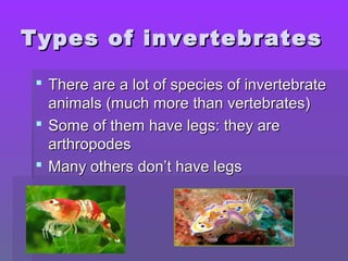 Invertebrates | PPT