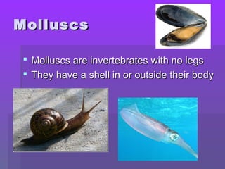 Invertebrates | PPT