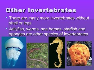 Invertebrates | PPT