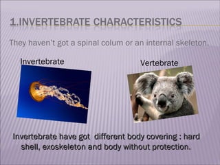 Invertebrates | PPT