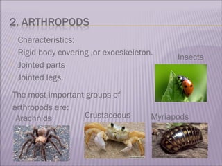 Invertebrates | PPT