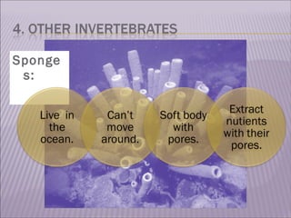 Invertebrates | PPT