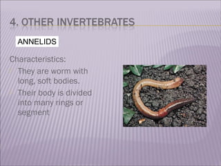 Invertebrates | PPT
