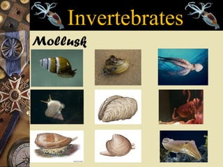 Invertebrates | PPT