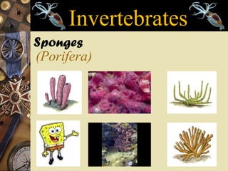 Invertebrates | PPT