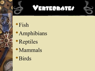 Invertebrates | PPT