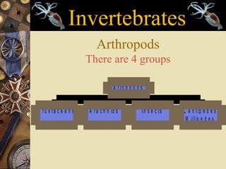 Invertebrates | PPT