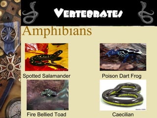 Invertebrates | PPT