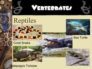 Invertebrates | PPT