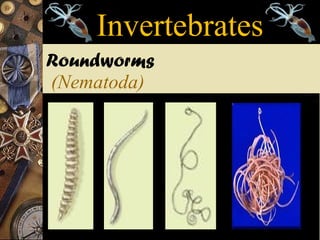 Invertebrates Roundworms