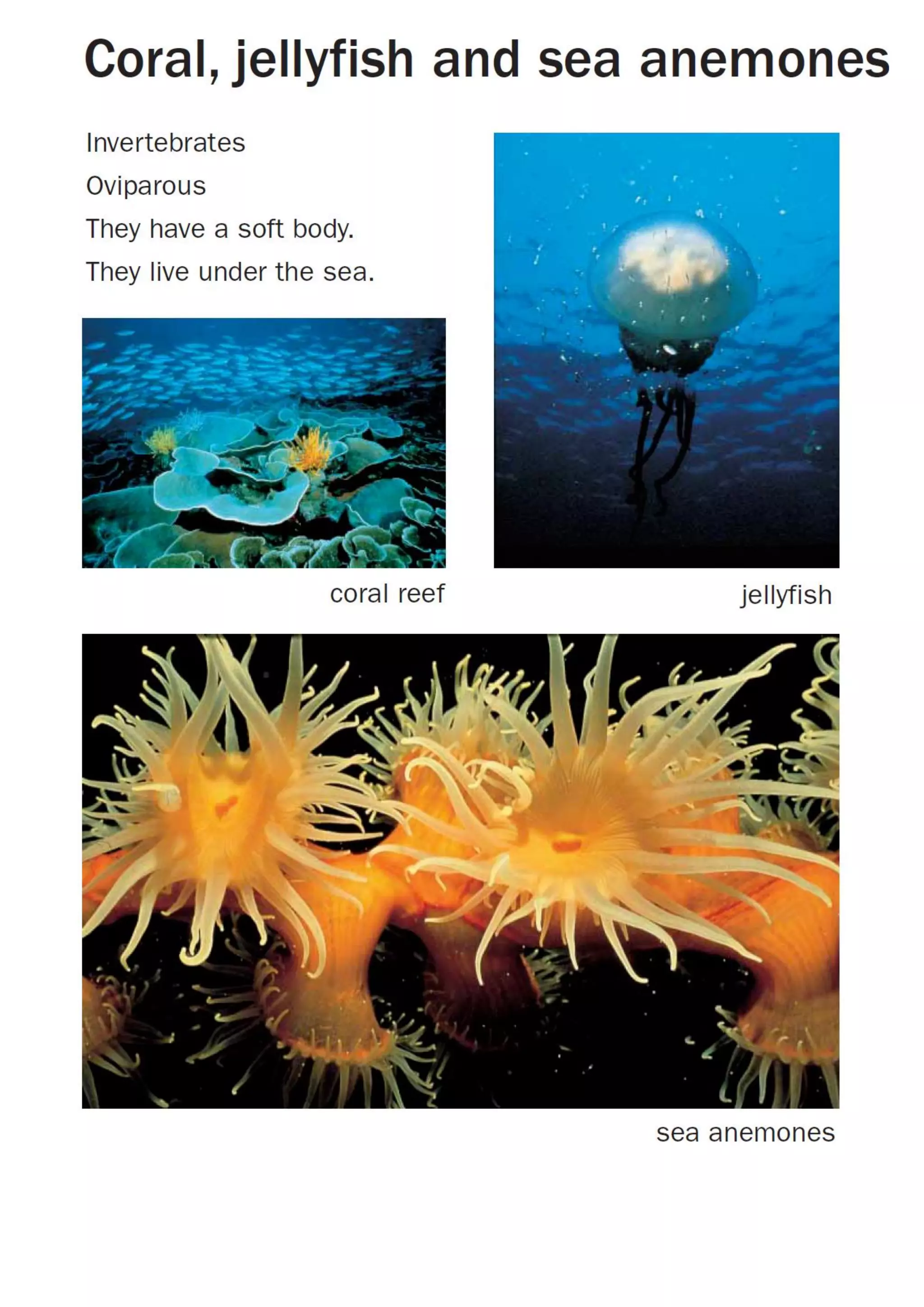 Invertebrates | PDF