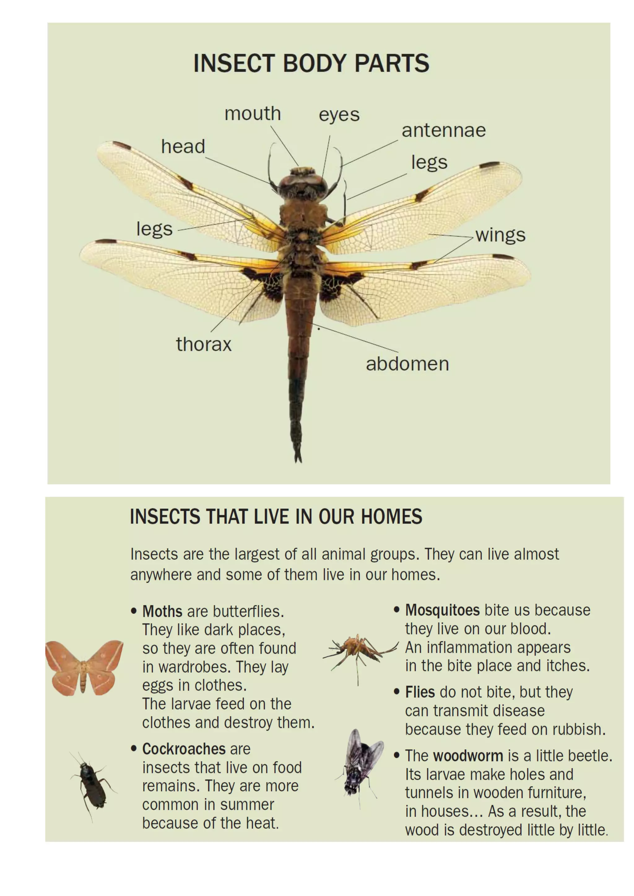 Invertebrates | PDF
