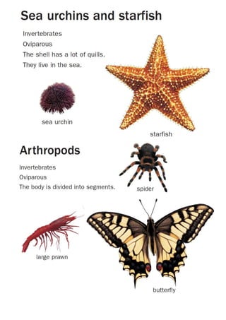 Invertebrates | PDF