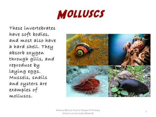 Invertebrates | PPT