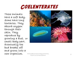 Invertebrates Coelenterates