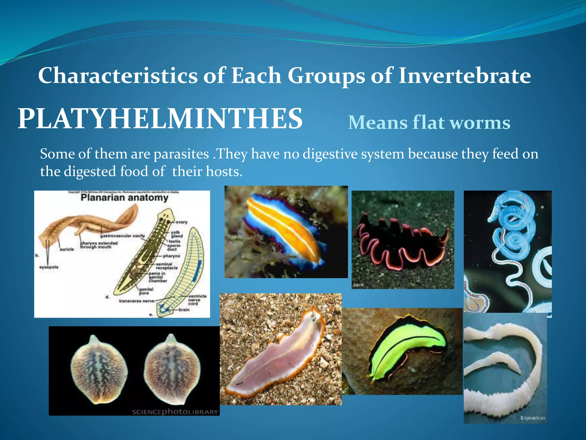 Invertebrates | PPTX