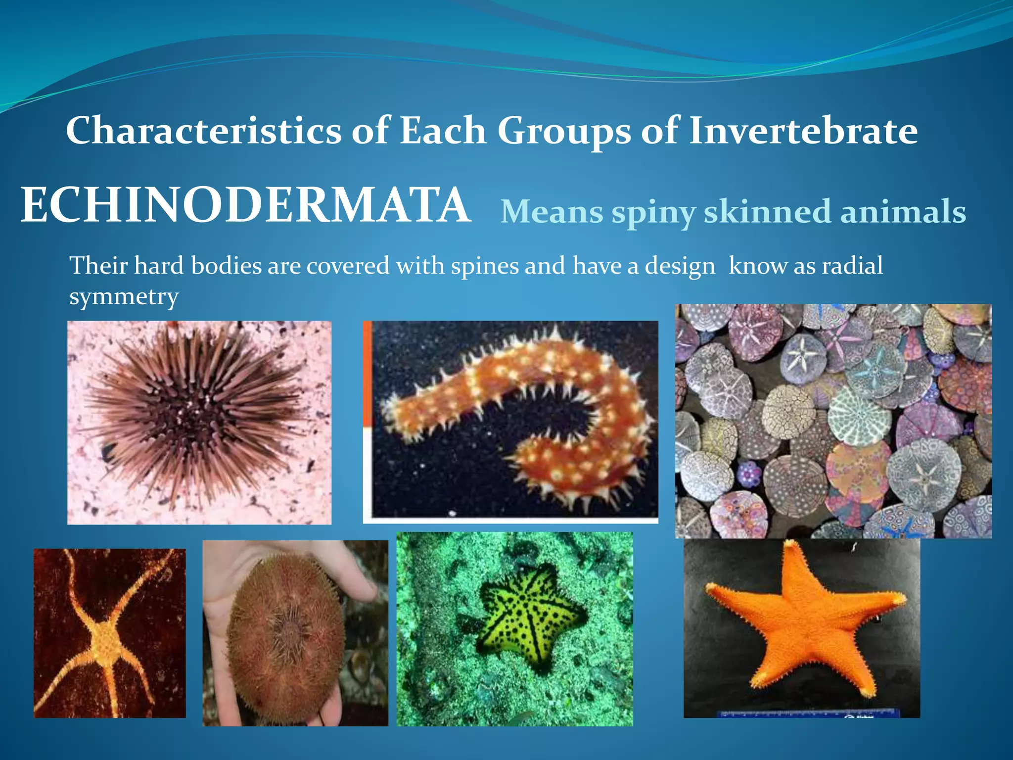 Invertebrates | PPTX