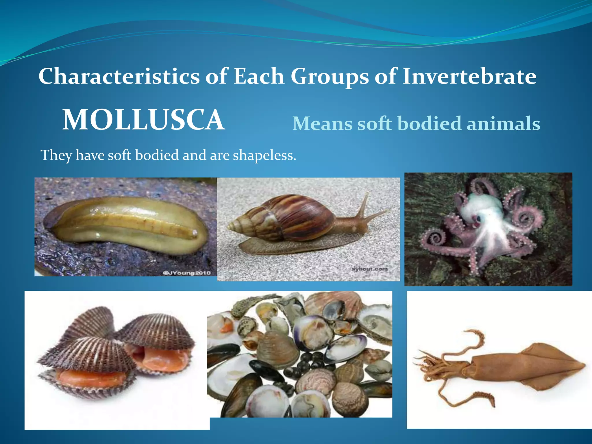 Invertebrates | PPTX