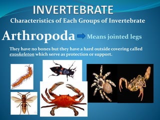 Invertebrates | PPTX