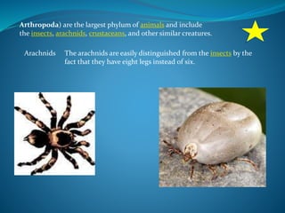 Invertebrates | PPTX