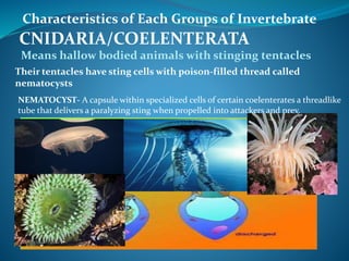 Invertebrates Coelenterates