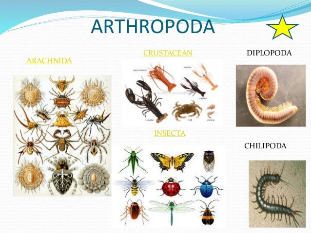 How do crustaceans differ from arachnids? + Example