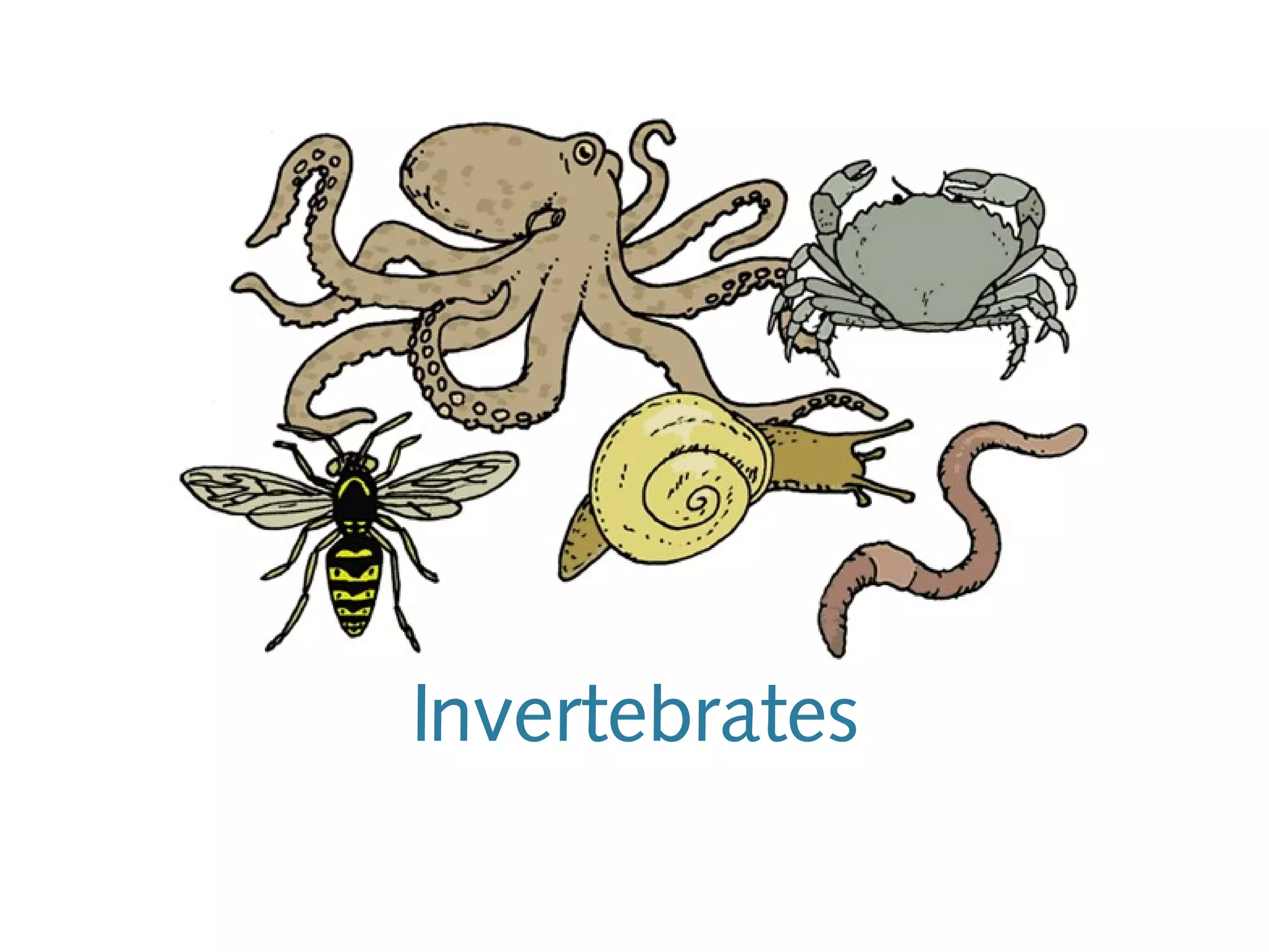 Invertebrates | ODP | Reptiles | Pets