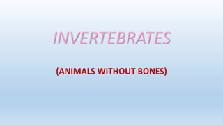 Invertebrates | PPTX | Biological Sciences | Science