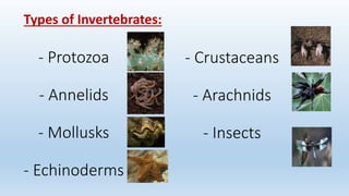 Invertebrates | PPTX | Biological Sciences | Science