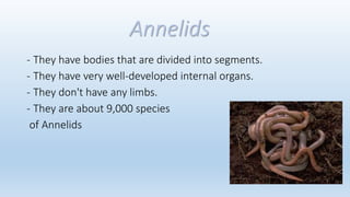 Invertebrates | PPTX | Biological Sciences | Science