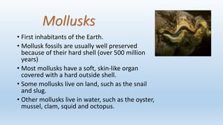 Invertebrates | PPTX | Biological Sciences | Science