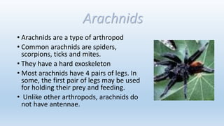 Invertebrates | PPTX | Biological Sciences | Science