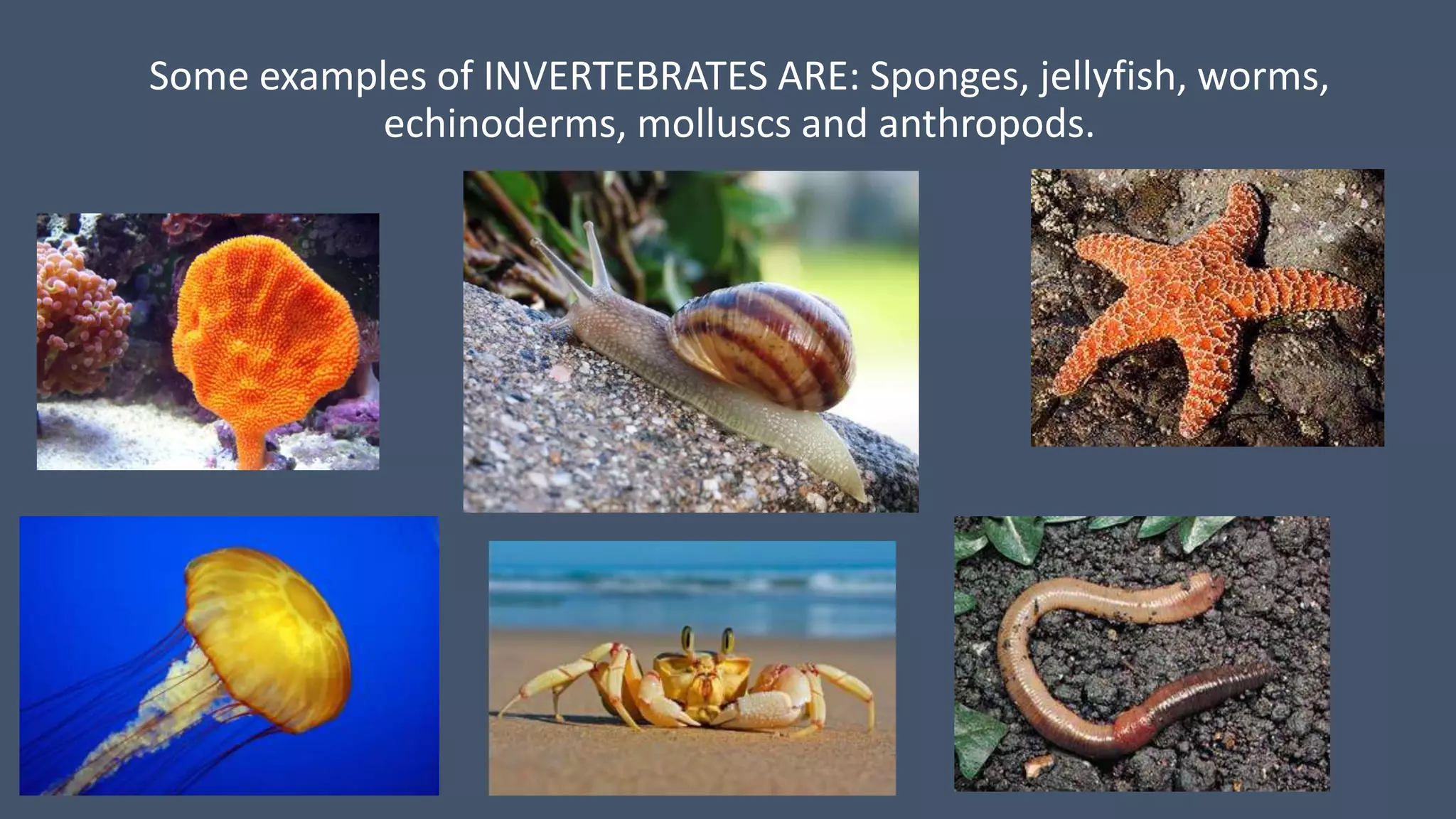 Invertebrates | PPTX