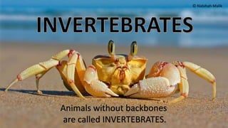 Invertebrates | PPT