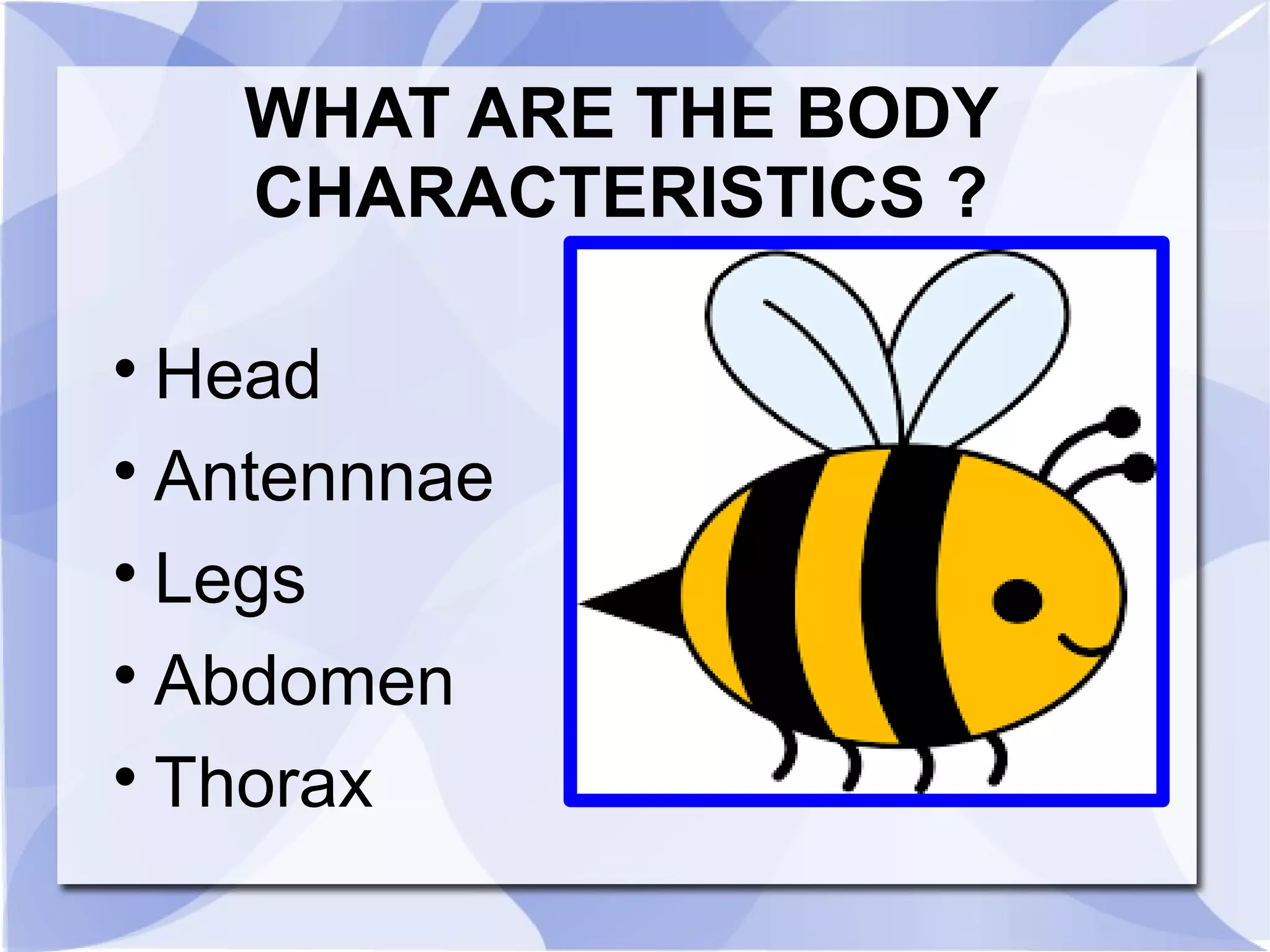 Invertebrates-INSECTS | PPT