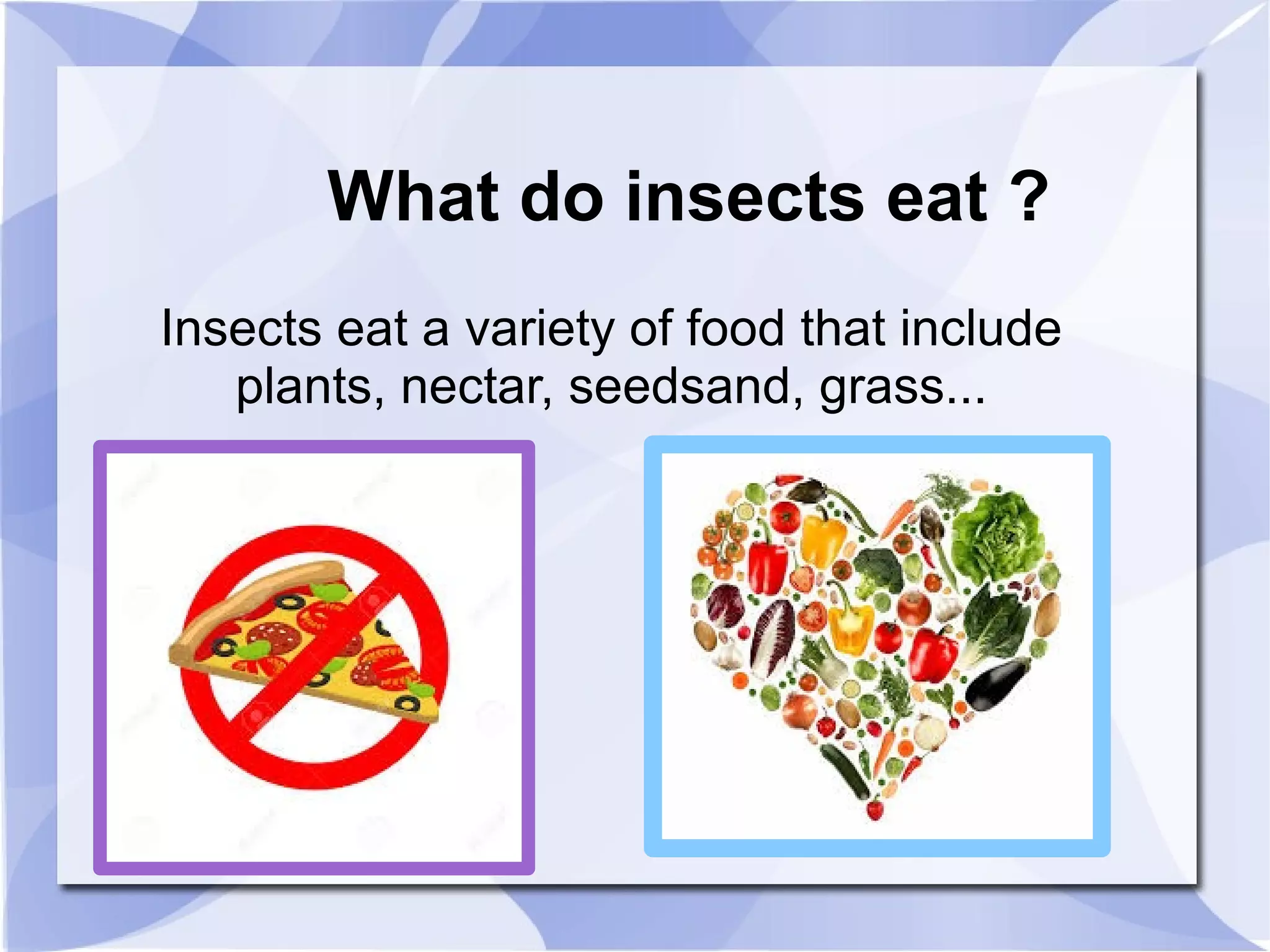 Invertebrates-INSECTS | PPT