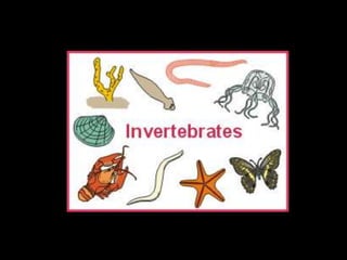Invertebrates | PPT