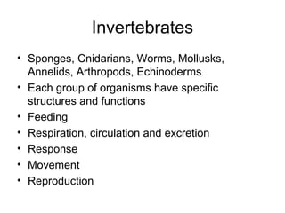 Invertebrates | PPT