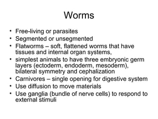 Invertebrates | PPT