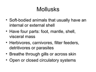 Invertebrates | PPT