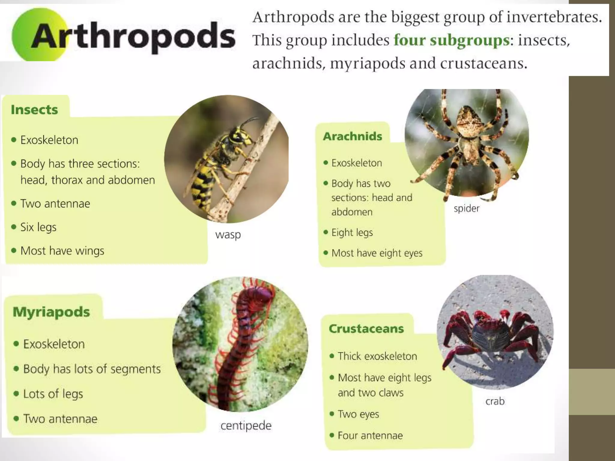 Invertebrates | PPTX