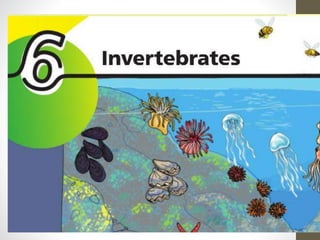 Invertebrates | PPT