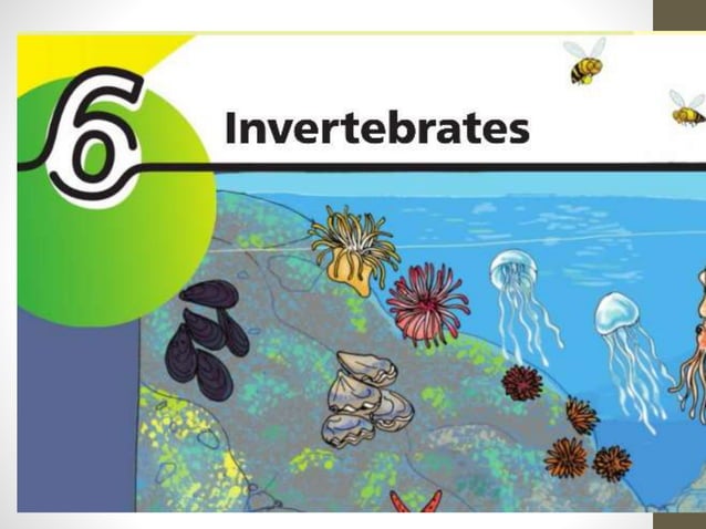 Invertebrates | PPTX