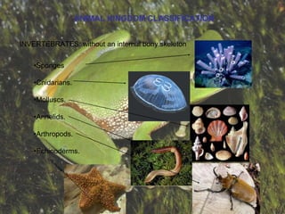 Invertebrates | PPT