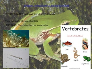 Invertebrates | PPT