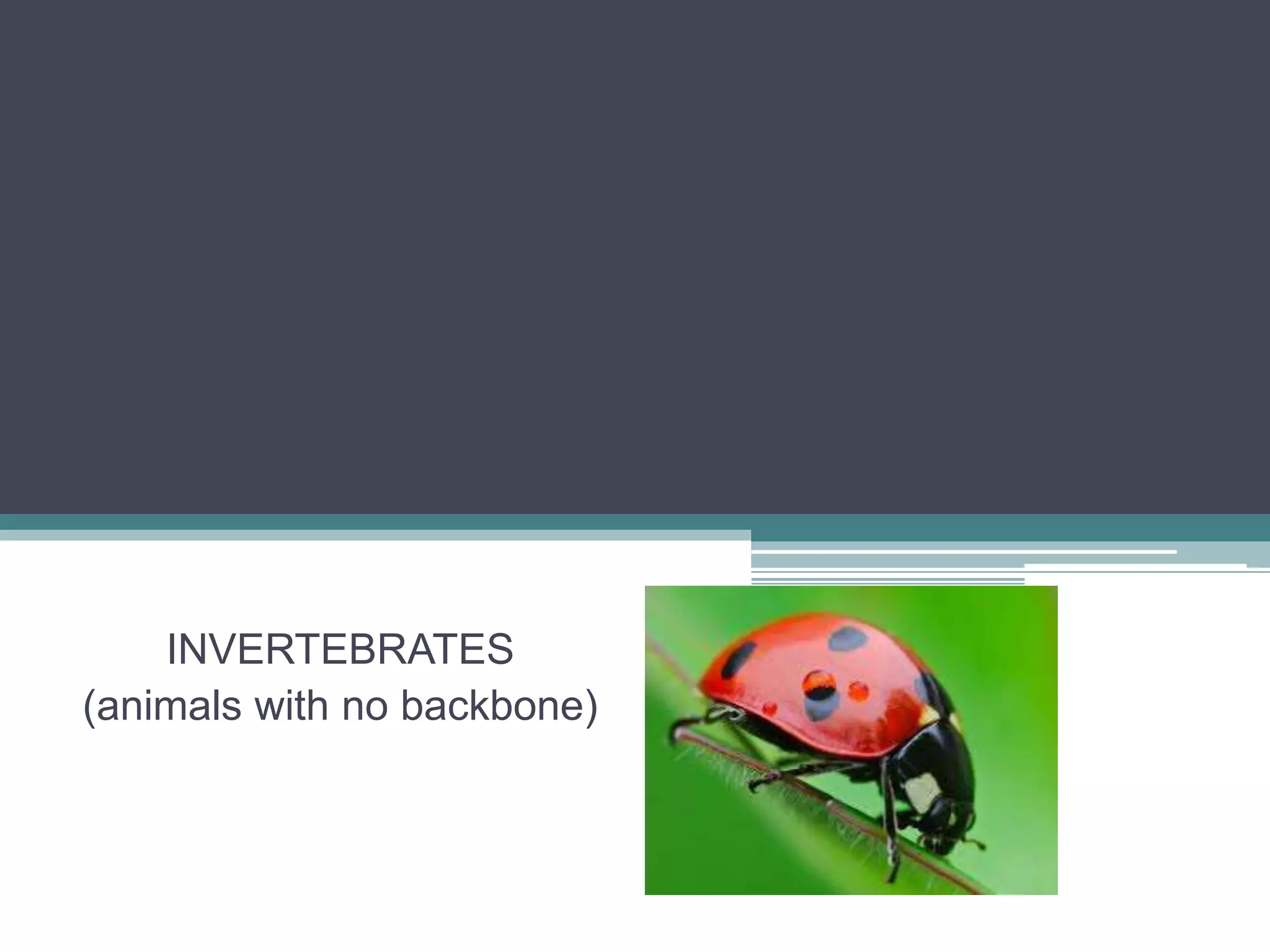 Invertebrates | PPTX