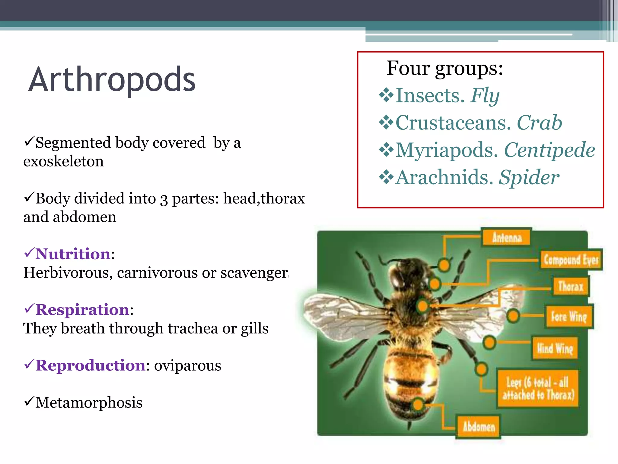 Invertebrates | PPTX