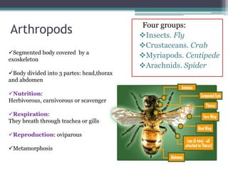 Invertebrates | PPTX