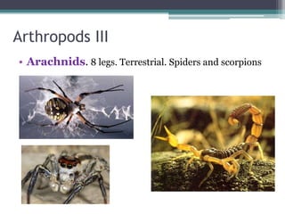 Invertebrates | PPTX