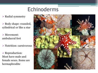Invertebrates | PPTX